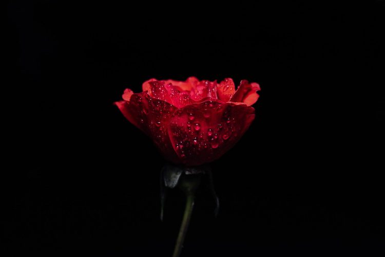 Kisah Inspiratif: Mawar Berduri di Tepi Jurang