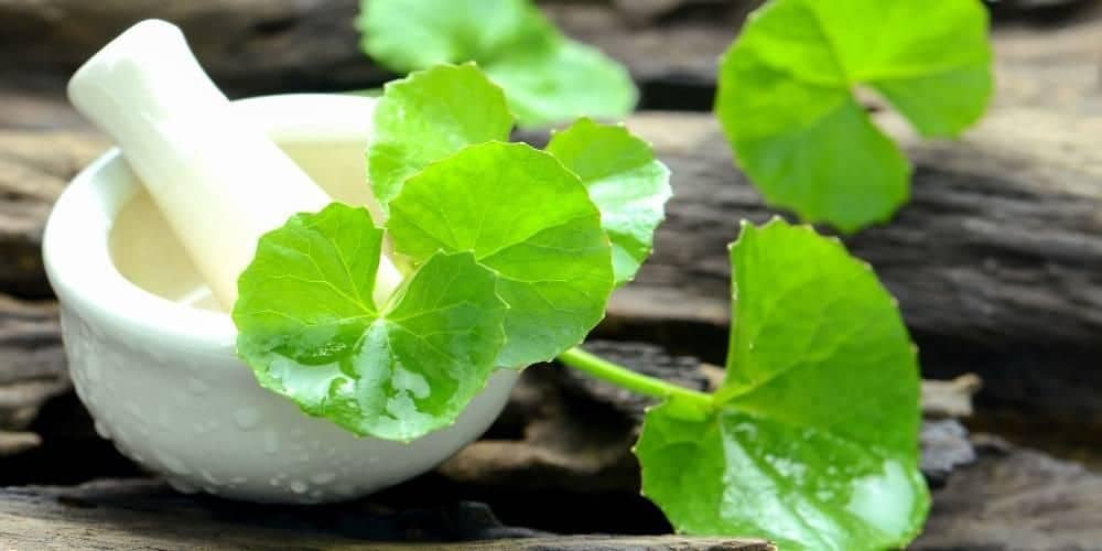 Kandungan Bahan Aktif Tanaman Pegagan (Centella Asiatica l.) dan ...