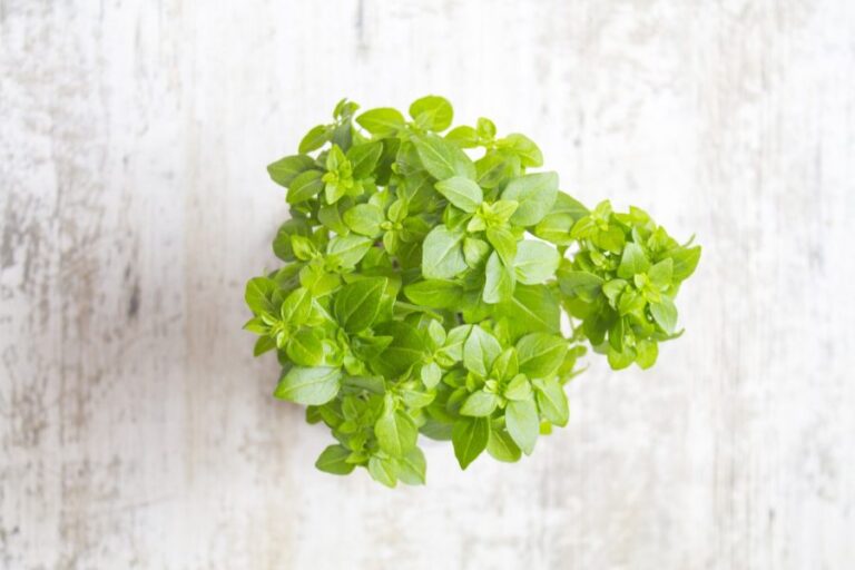 Pemanfaatan Daun Kemangi (Ocium Basilium) untuk Penderita Hipertensi