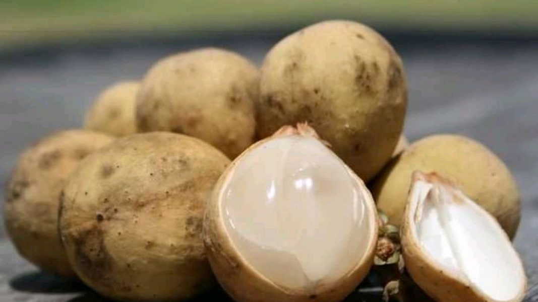 Mengenali Manfaat Biji Duku (Lansium Domesticum) sebagai Pencegahan DBD ...