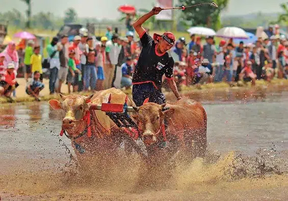 Makna di Balik Karapan Sapi: Ritual Syukur dan Pemersatu Masyarakat Madura