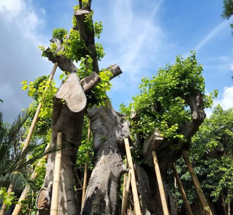 Manfaat Pohon Bodhi untuk Kesehatan: Rahasia Alami Pohon Suci