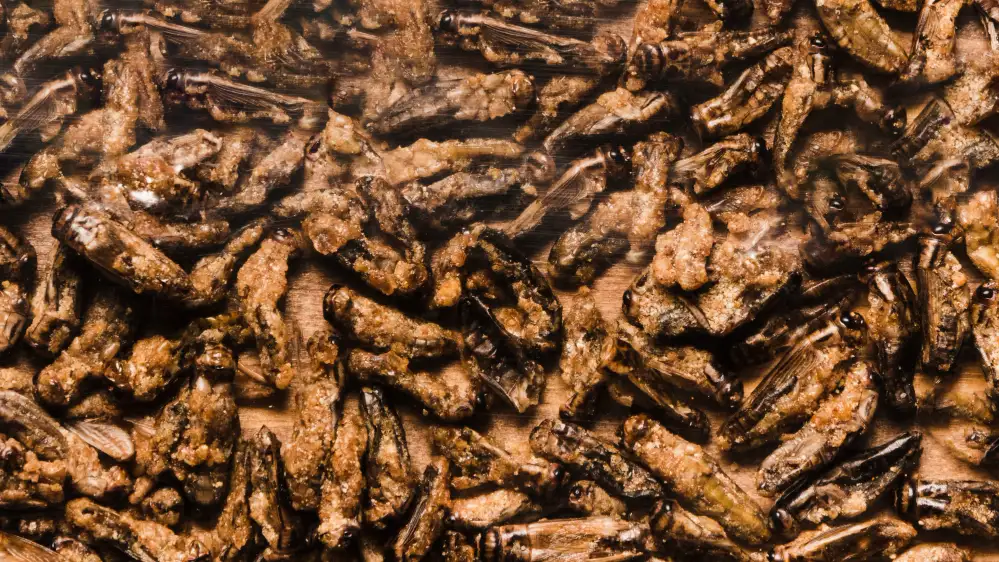 Edible Insect sebagai Sumber Pangan Potensial di Masa Depan