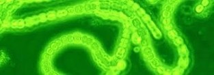 Mengenal Cyanobacteria (Alga Hijau) yang Berperan Penting dalam Kehidupan